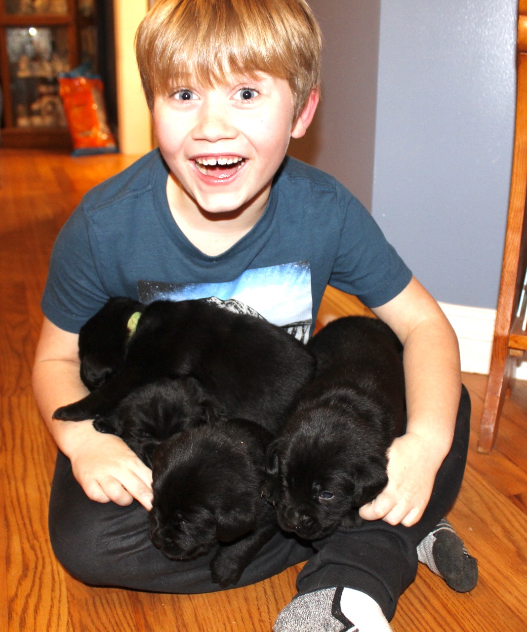 KingLabradors – Raising Quality Family Raised English Labrador retrievers