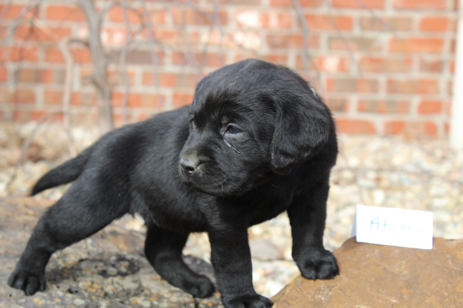 KingLabradors – Raising Quality Family Raised English Labrador retrievers