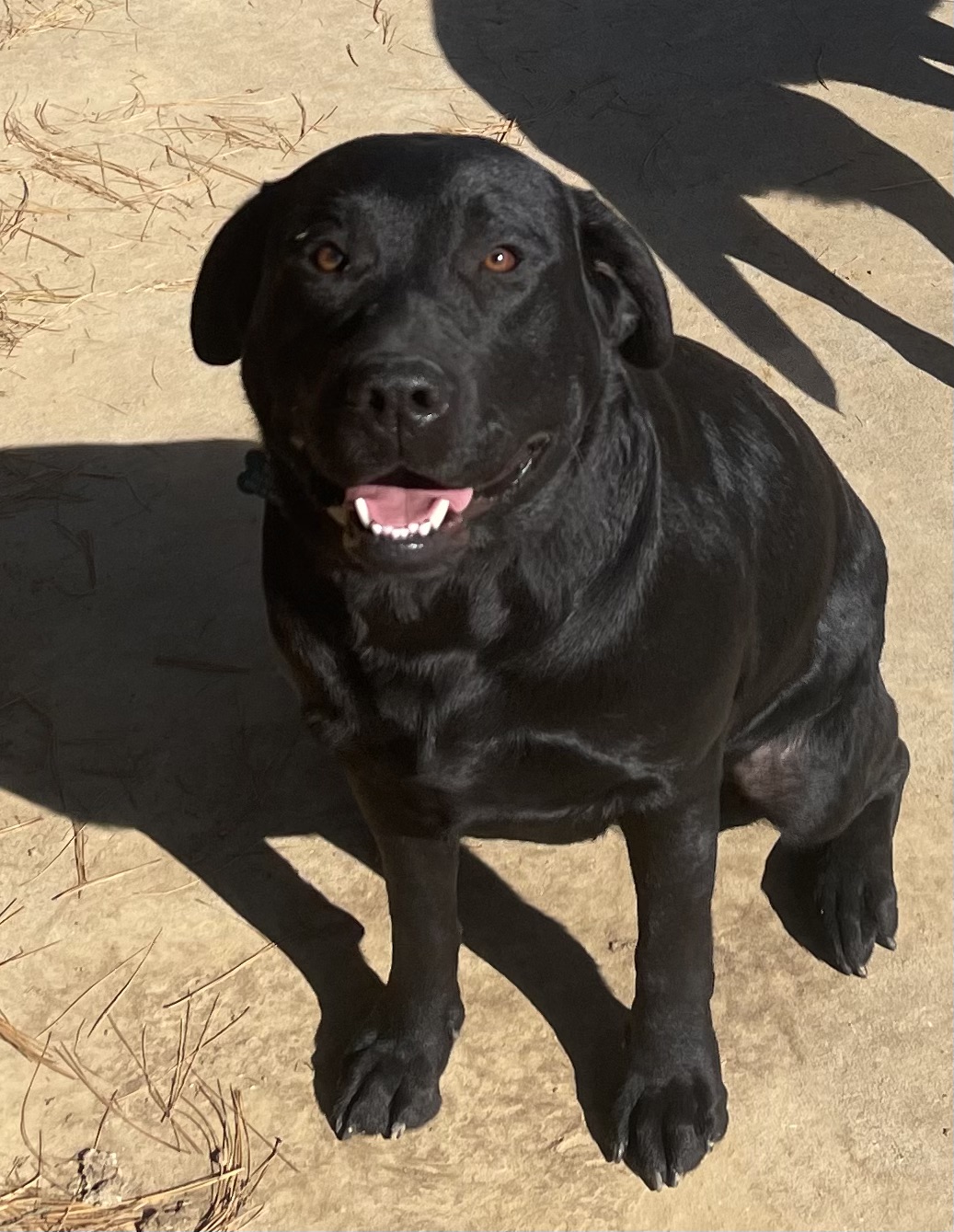 KingLabradors – Raising Quality Family Raised English Labrador retrievers