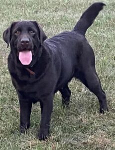 KingLabradors – Raising Quality Family Raised English Labrador retrievers