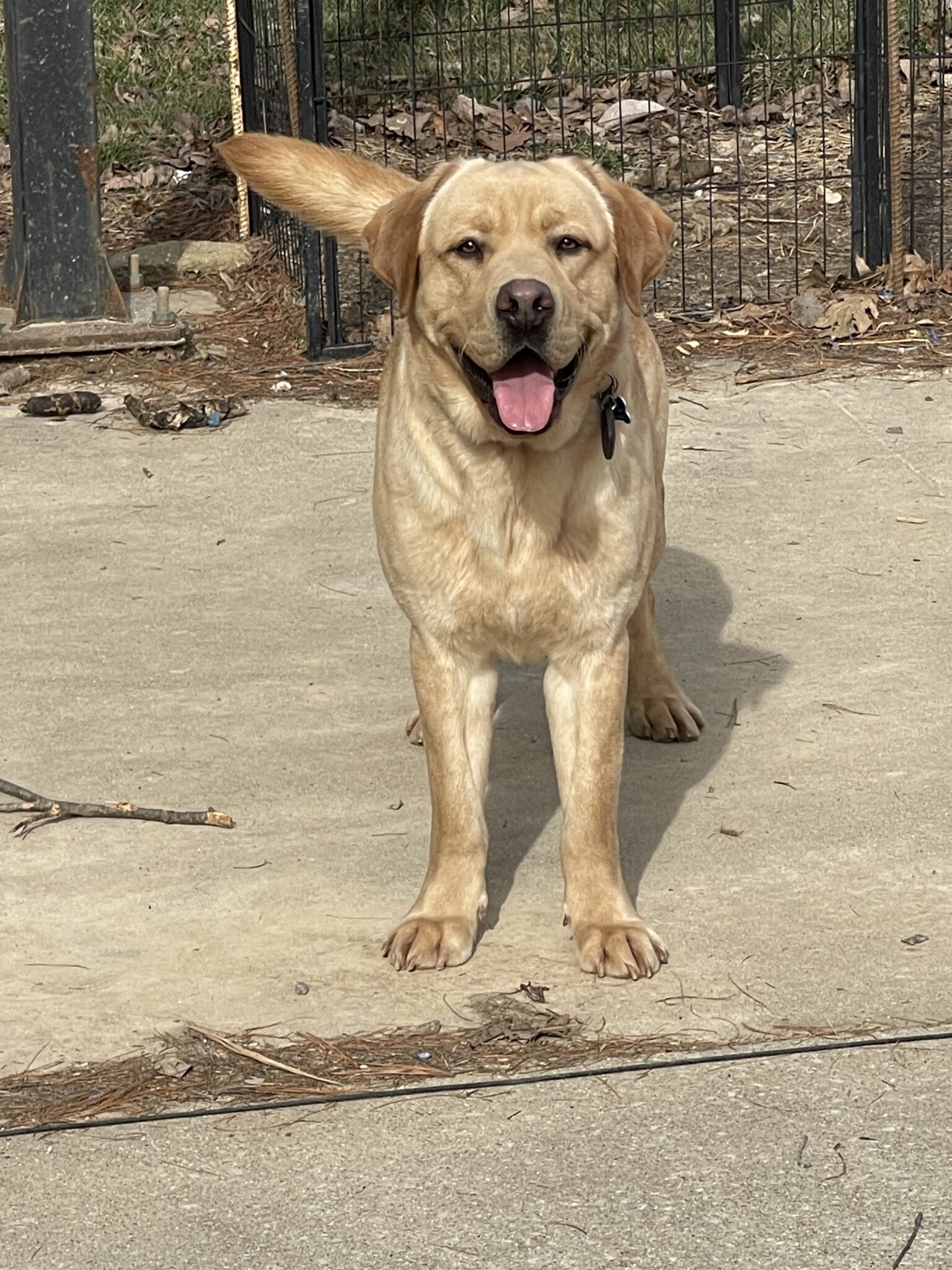 KingLabradors – Raising Quality Family Raised English Labrador retrievers