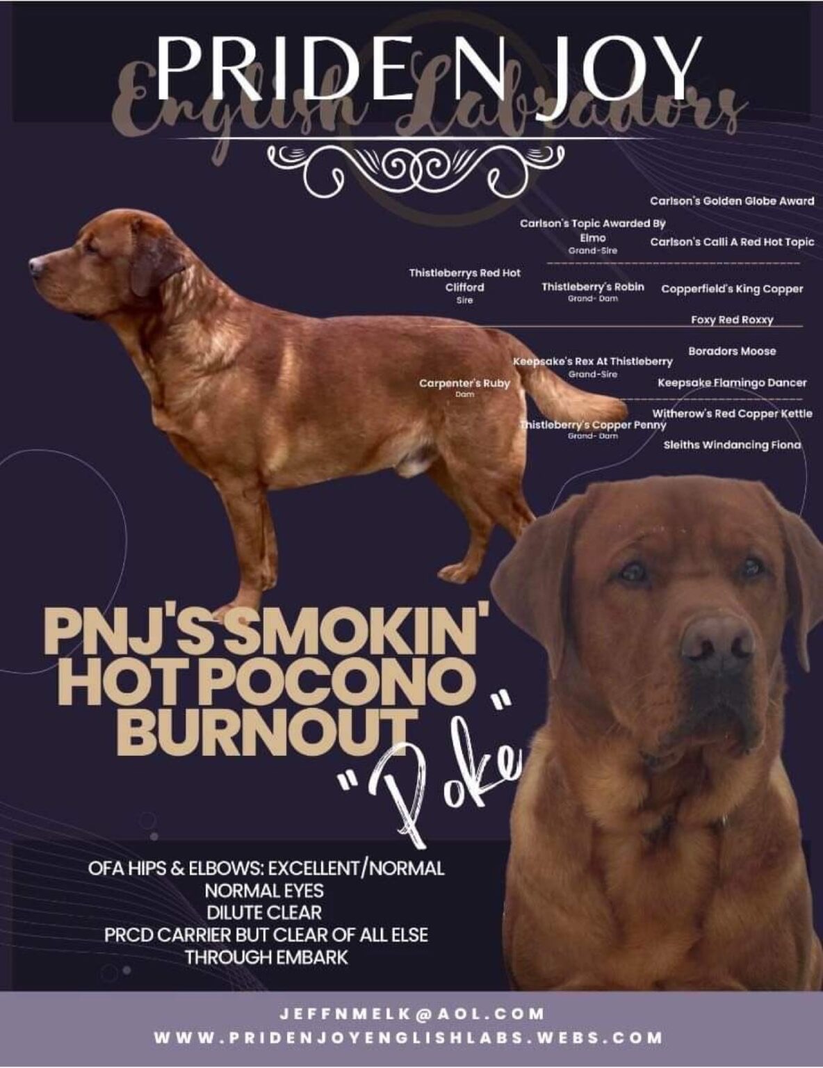 KingLabradors – Raising Quality Family Raised English Labrador retrievers