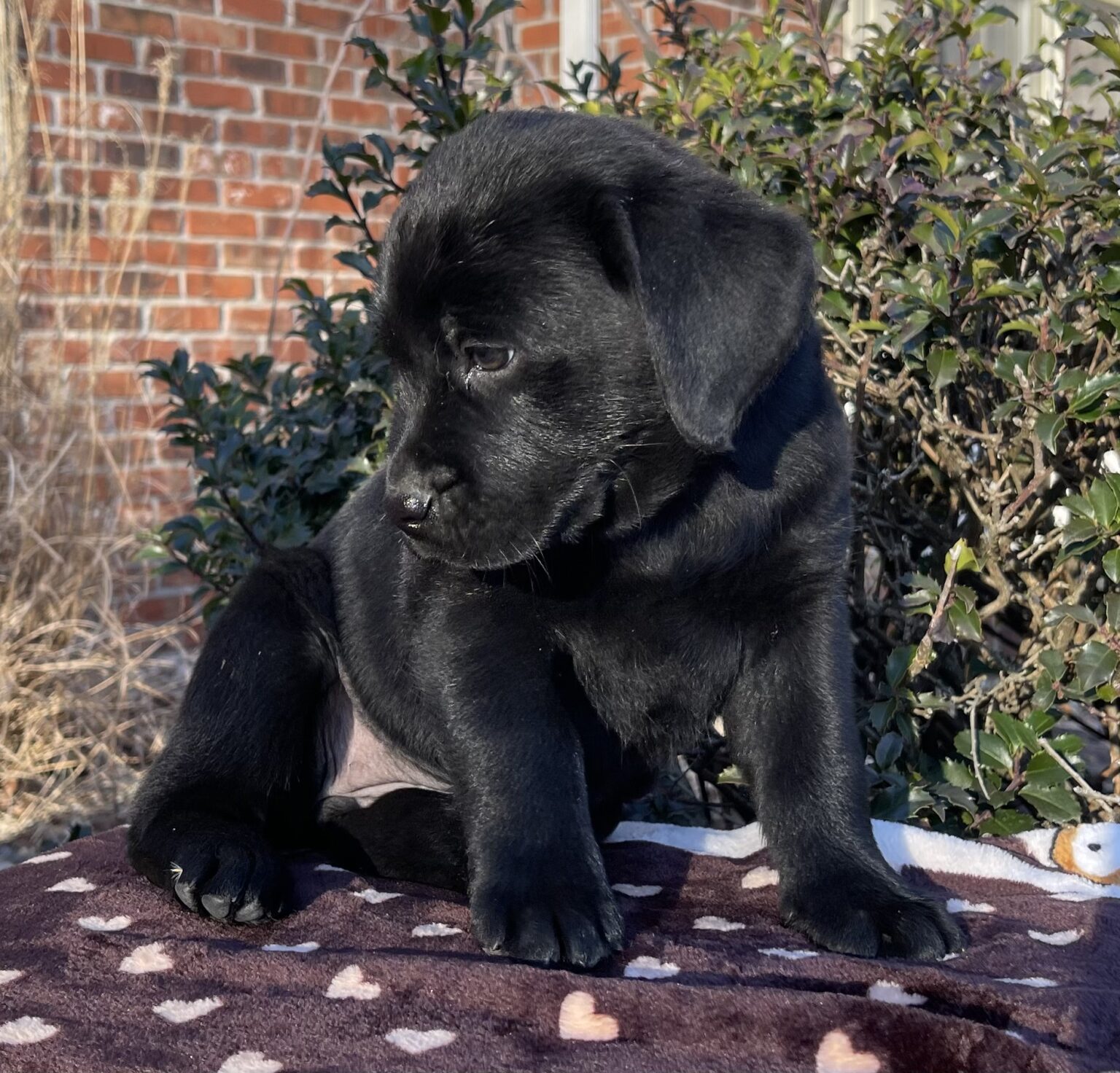 KingLabradors – Raising Quality Family Raised English Labrador retrievers